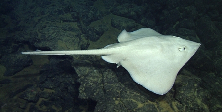 Deep-sea skate • MBARI
