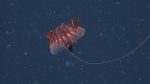 Scientists discover a new species of deep-sea crown jelly in Monterey ...