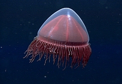Mysterious little red jellies: A case of mistaken identity • MBARI