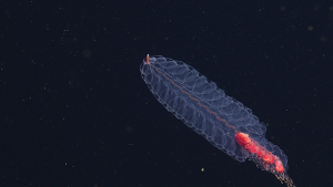Biodiversity and Biooptics 2020 Expedition • MBARI