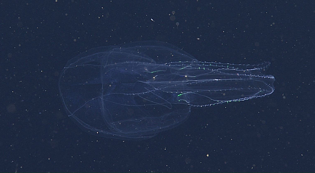 Biodiversity and Biooptics 2020 Expedition - Log 3 • MBARI