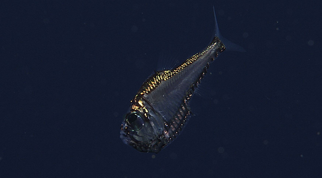 Biodiversity and Biooptics 2020 Expedition - Log 3 • MBARI