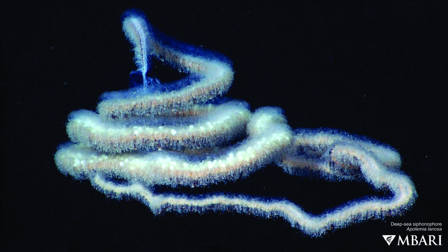 Apolemia siphonophore - MBARI