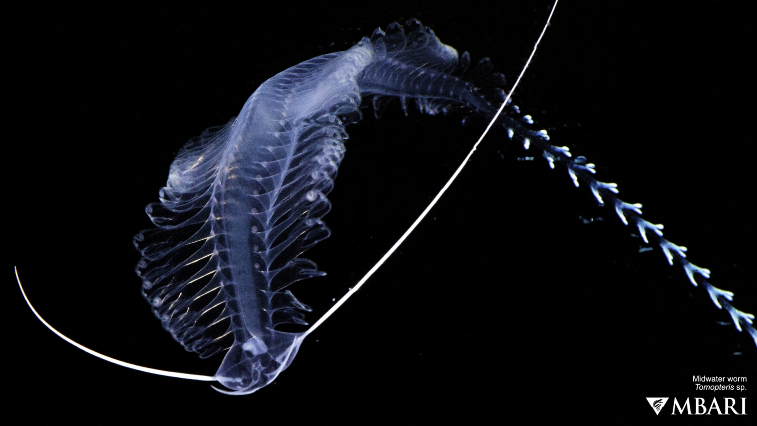 Tomopteris worm - MBARI
