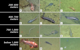 Deep-sea fish communities affected by oxygen and temperature • MBARI