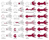 Deciphering the visual language of Humboldt squid • MBARI