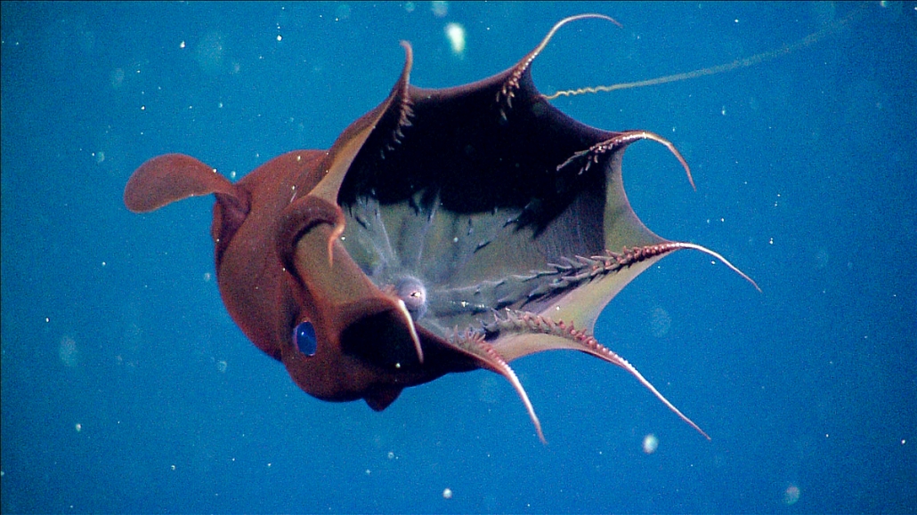 Vampire squid - MBARI