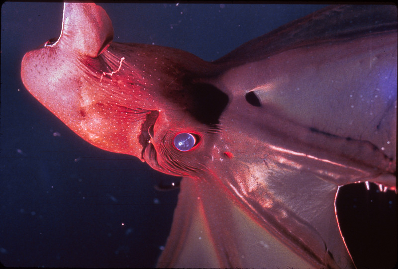 Vampire squid - MBARI