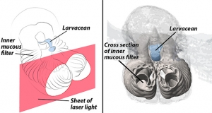 New laser system provides 3D reconstructions of living deep-sea animals ...