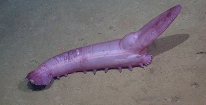 Benthic Rover • MBARI