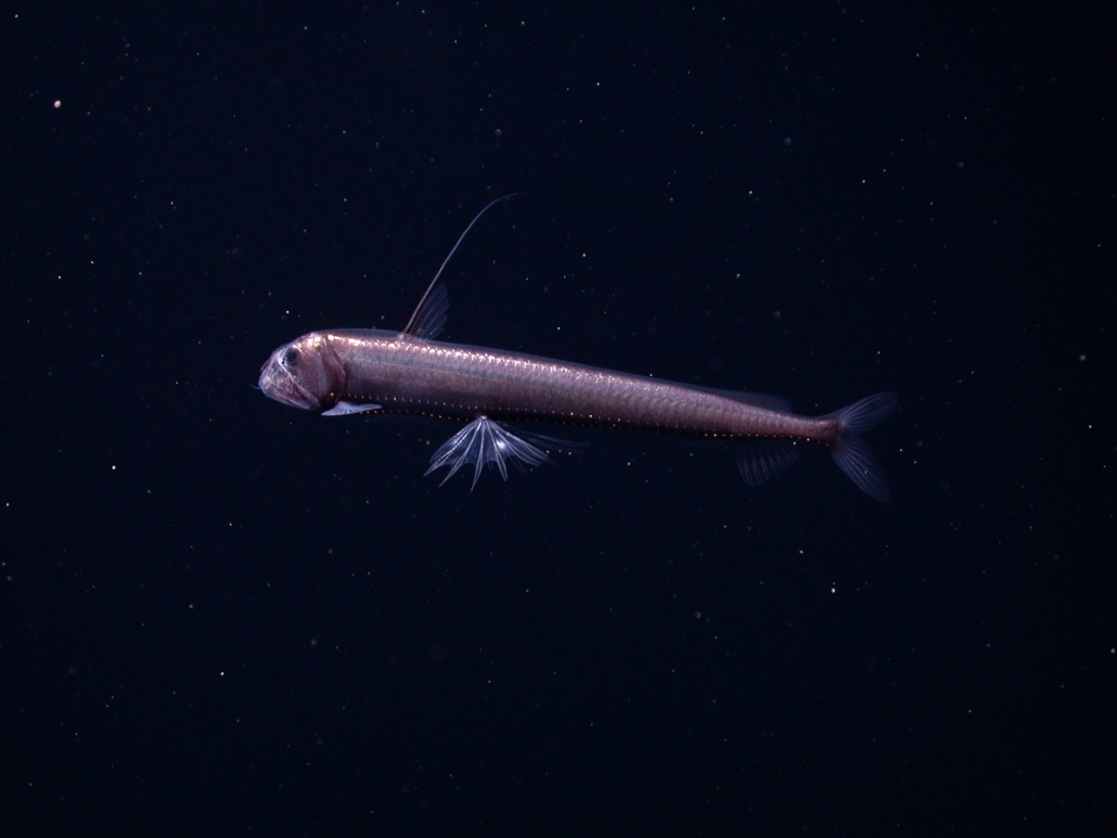 Pacific viperfish - MBARI