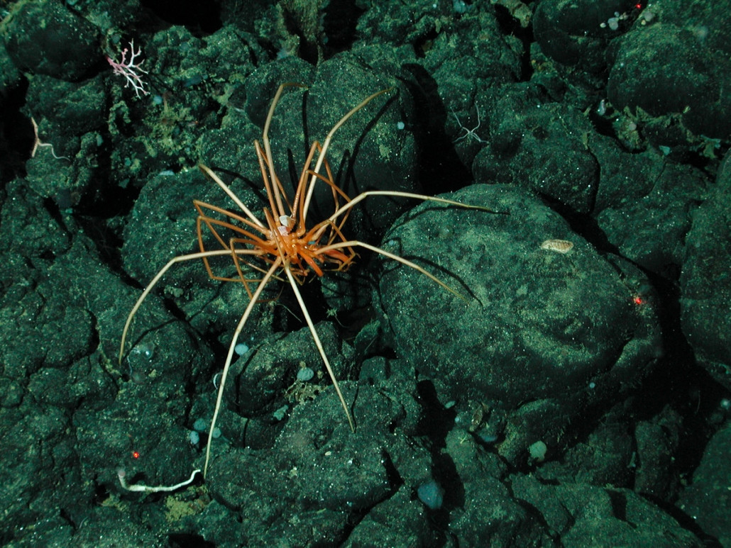 Giant sea spider | MBARI