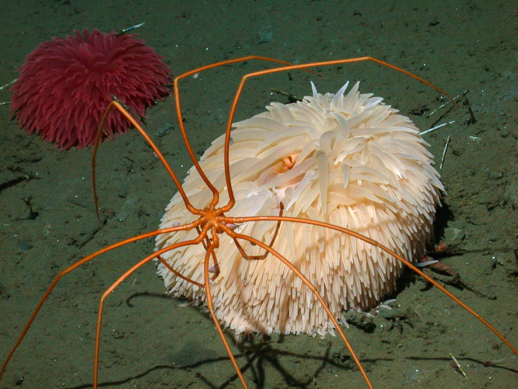 Giant sea spider | MBARI