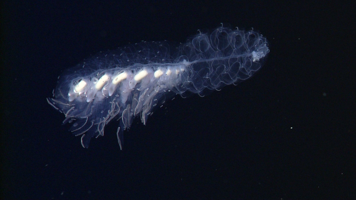 Angler siphonophore - MBARI