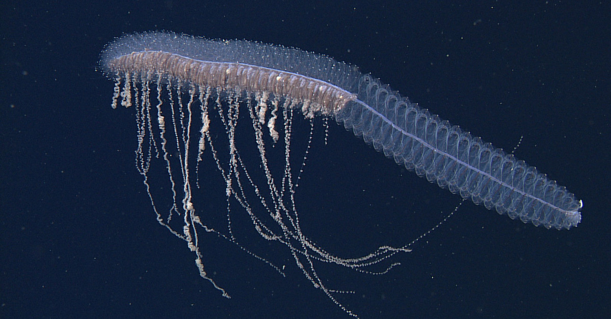 Angler siphonophore - MBARI