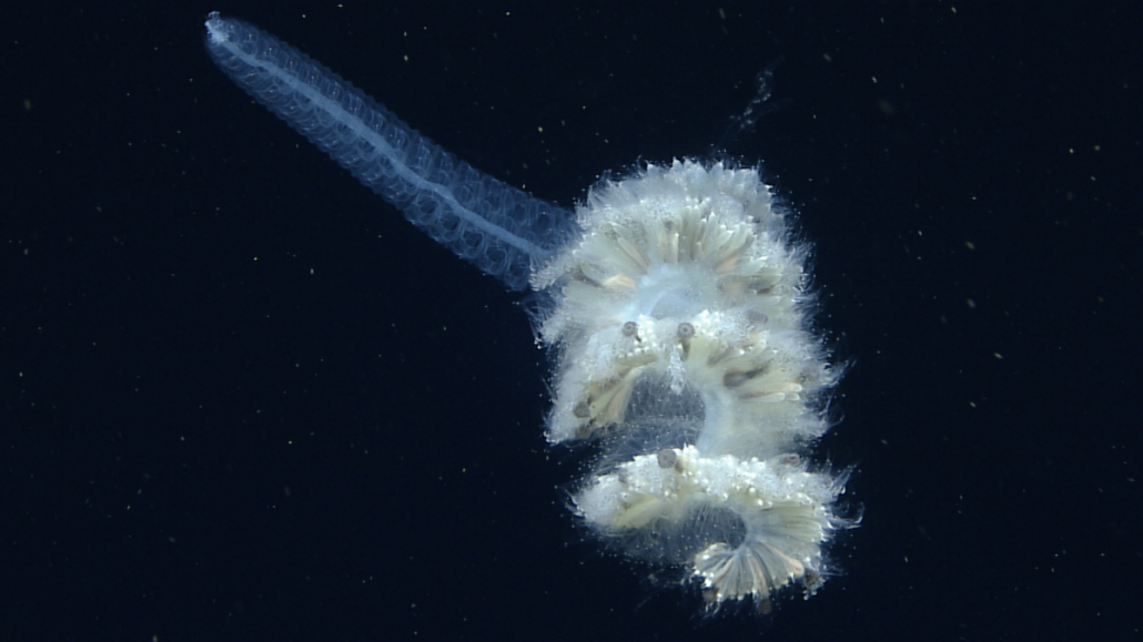 Angler siphonophore - MBARI