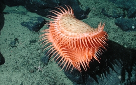 Glow-in-the-dark corals light up the deep sea • MBARI