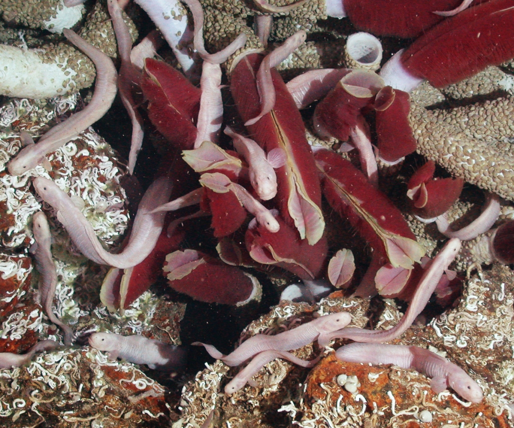 Giant tubeworm - MBARI