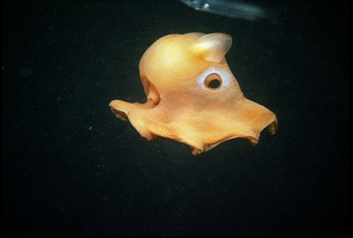 Flapjack octopus - MBARI