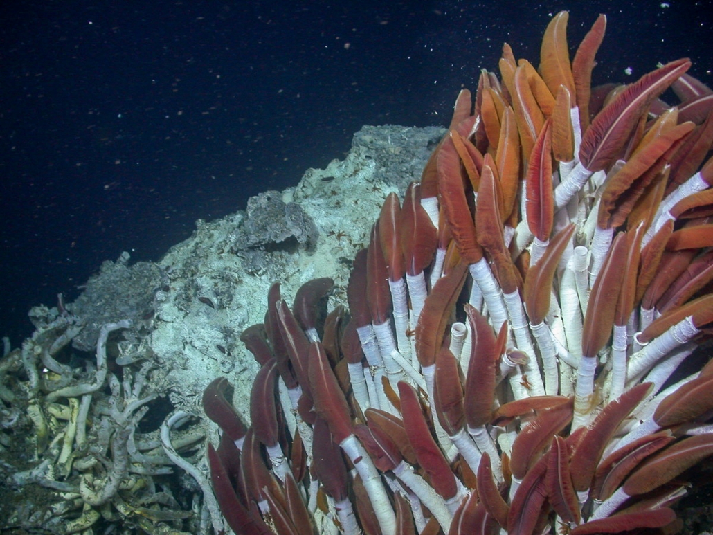 Giant tubeworm - MBARI