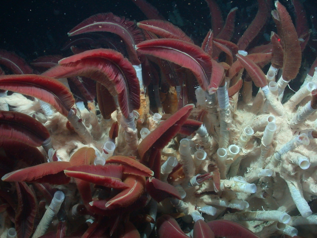 Giant tubeworm - MBARI