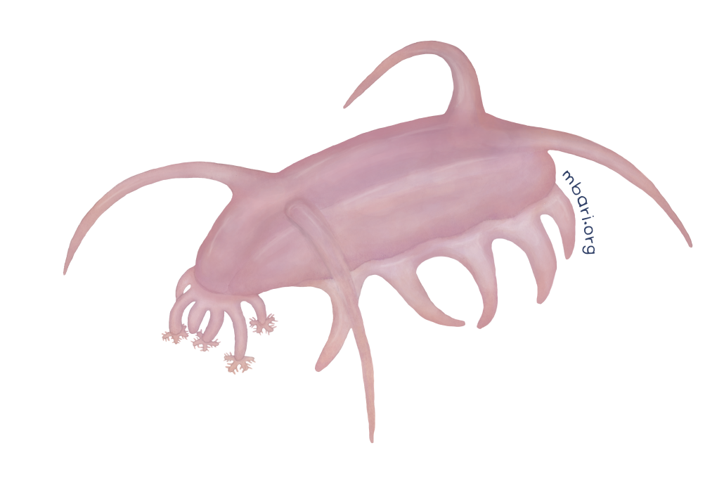 Sea pig - MBARI