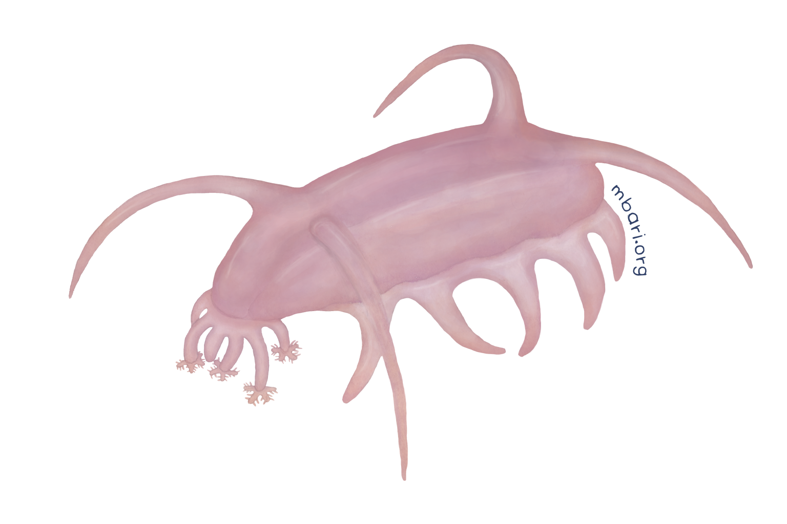Sea pig - MBARI