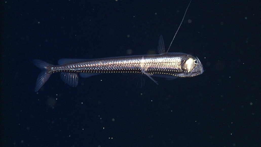 Pacific viperfish - MBARI