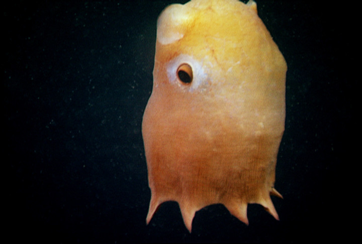 Flapjack octopus - hromwc