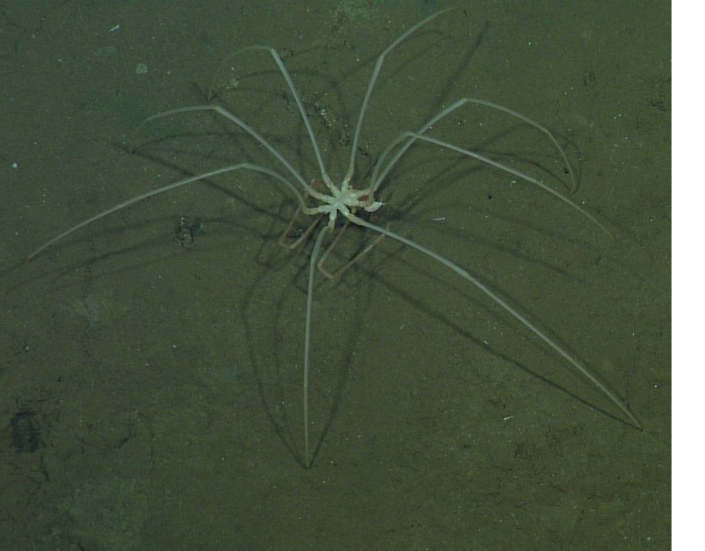 Giant sea spider | MBARI