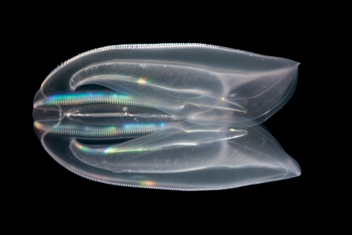 Glow your own: Comb jellies make their own glowing compounds instead of ...