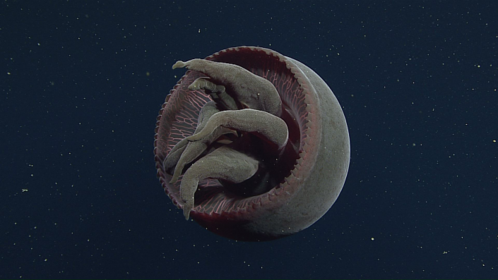 Animals of the Deep • MBARI