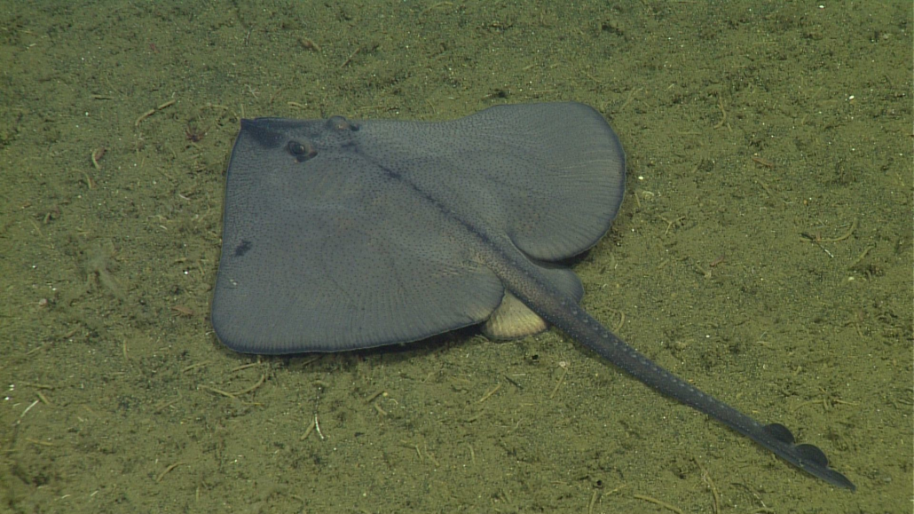 Life at Sur Ridge • MBARI