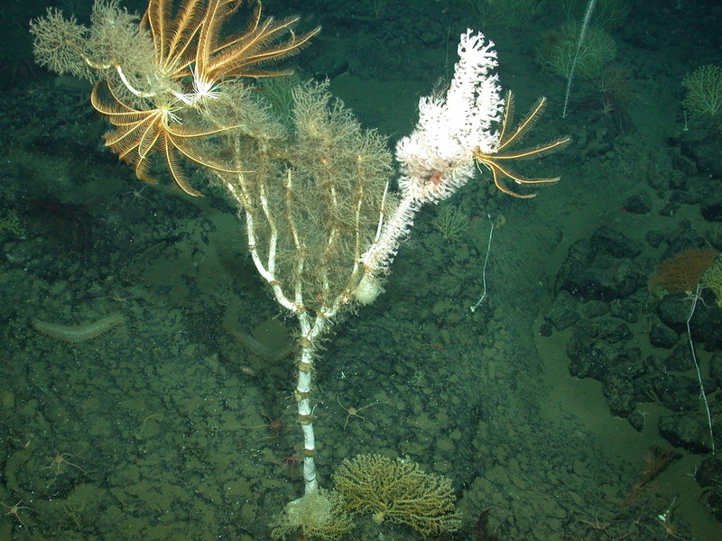 Bamboo coral • MBARI