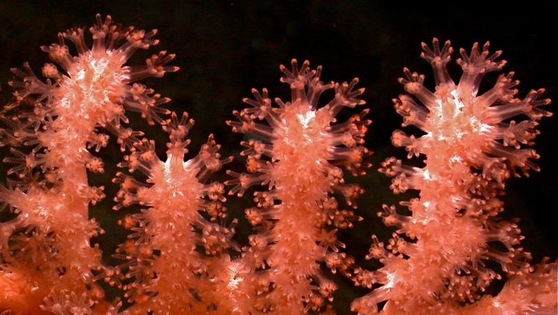 Bamboo coral • MBARI