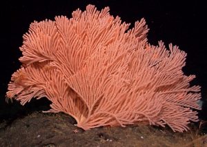 Animals of the Deep • MBARI
