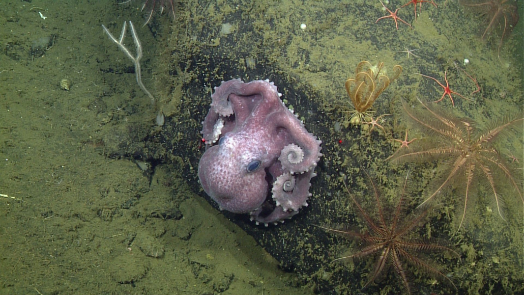 Life at Sur Ridge • MBARI