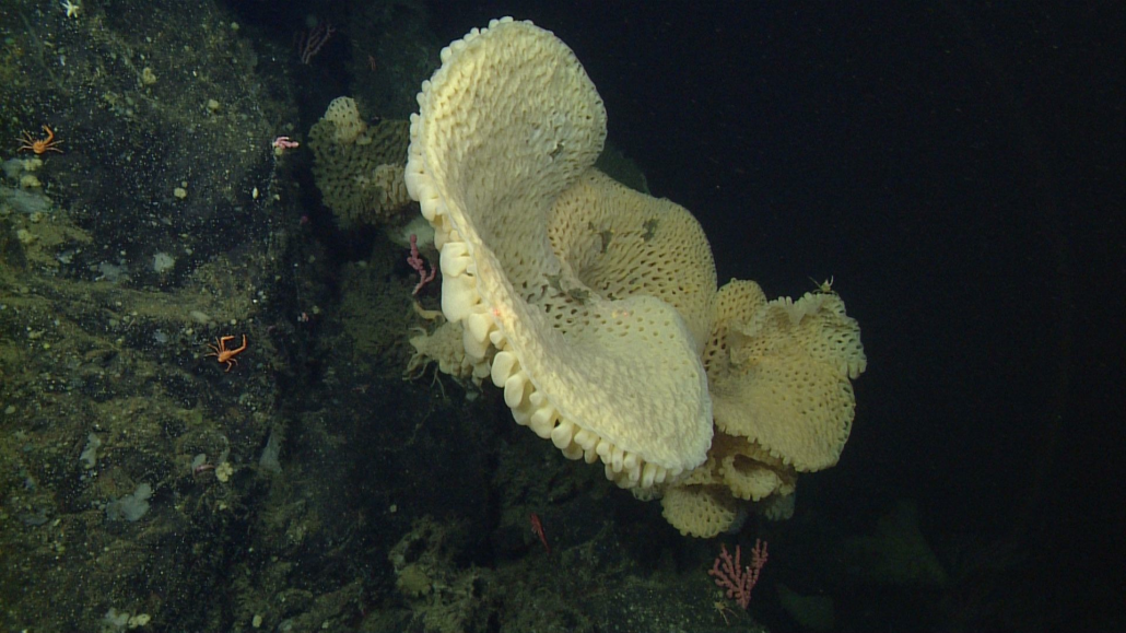 Life at Sur Ridge • MBARI