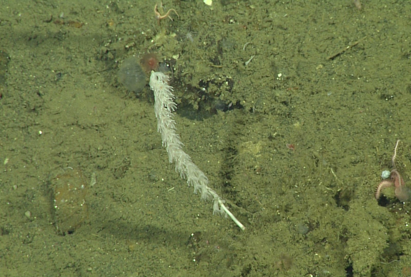 Life at Sur Ridge • MBARI