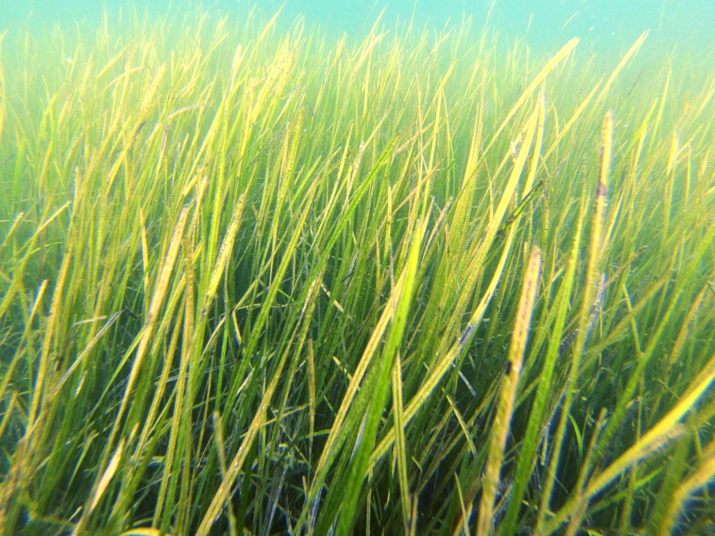 Seagrasses turn back the clock on ocean acidification • MBARI