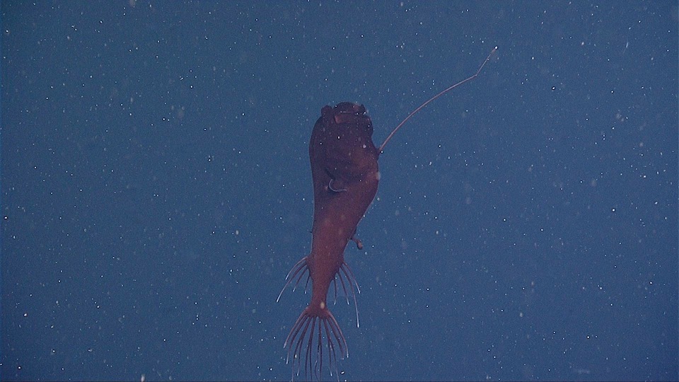Deep-sea anglerfish • MBARI