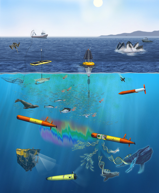 Environmental DNA is an effective tool for calculating marine ...