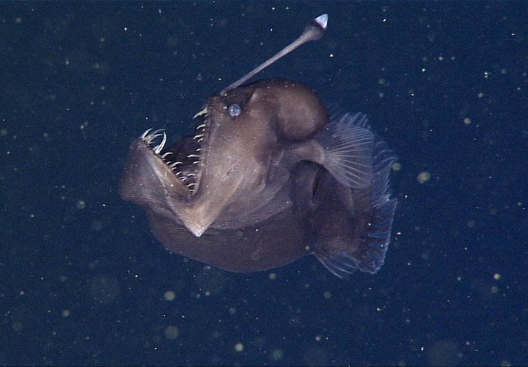 Animals of the Deep • MBARI