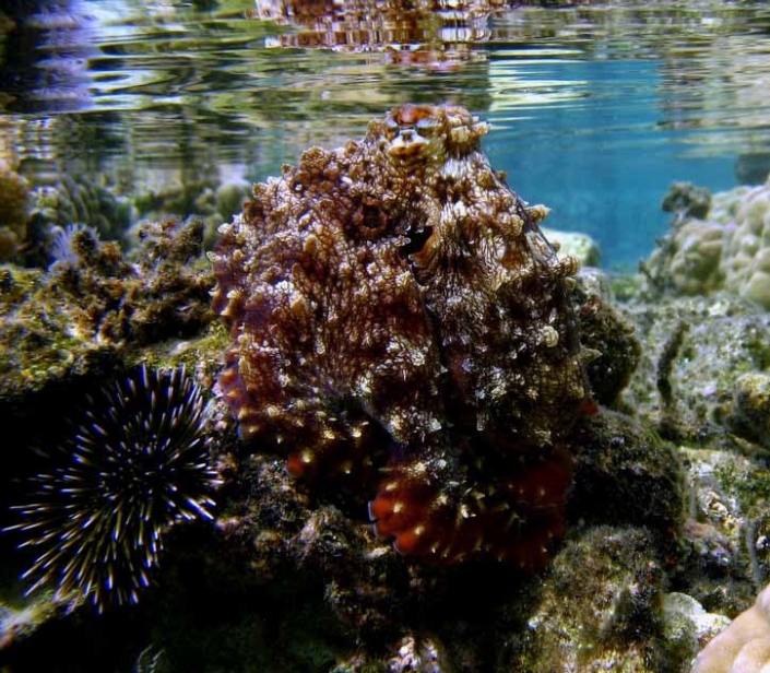 Get to know cephalopods: Natural history of the Cephalopoda • MBARI