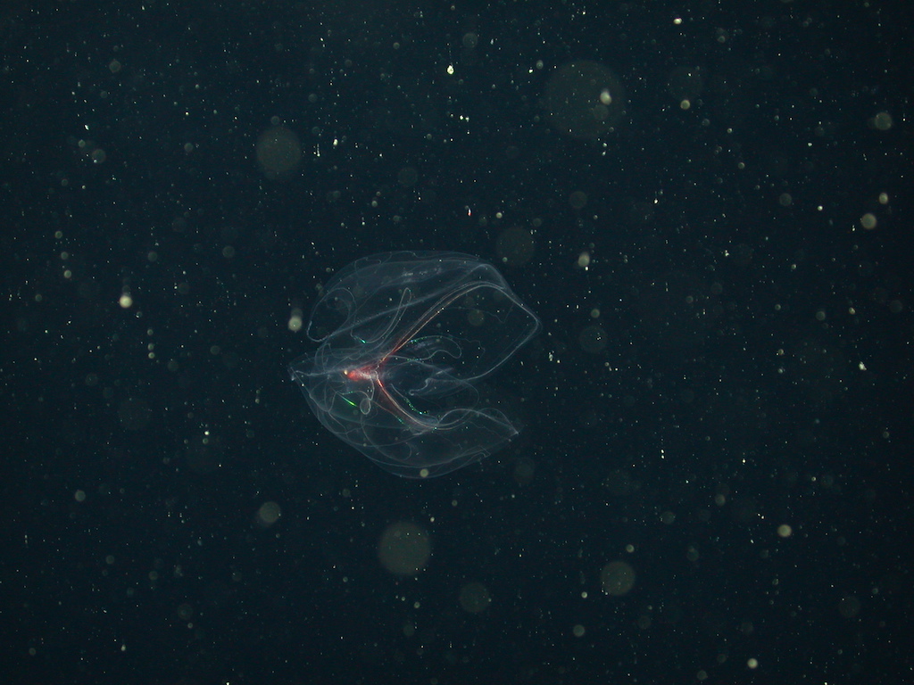 Genetic probes give new clues about the stunning diversity of comb jellies • MBARI