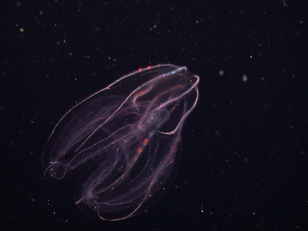 Genetic probes give new clues about the stunning diversity of comb jellies • MBARI