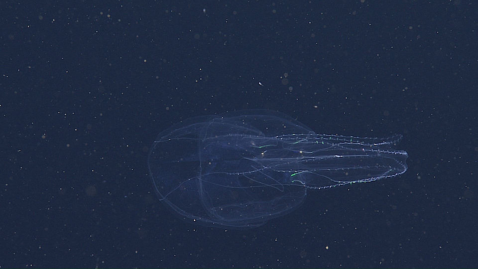 Genetic probes give new clues about the stunning diversity of comb ...