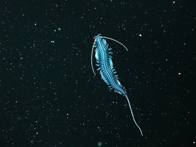 Effective and elegant: New research reveals swimming mechanics of the ...