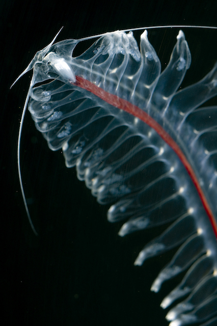 Effective and elegant: New research reveals swimming mechanics of the ...