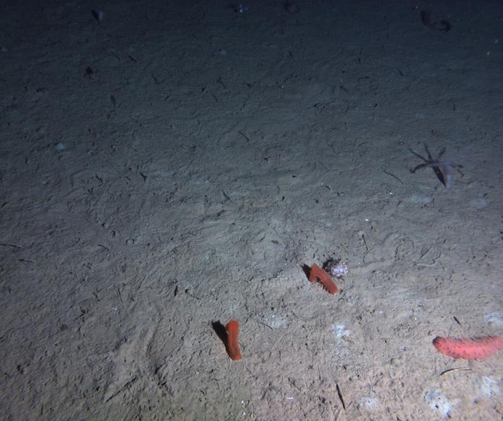 Autonomous robotic rover helps scientists with long-term monitoring of ...